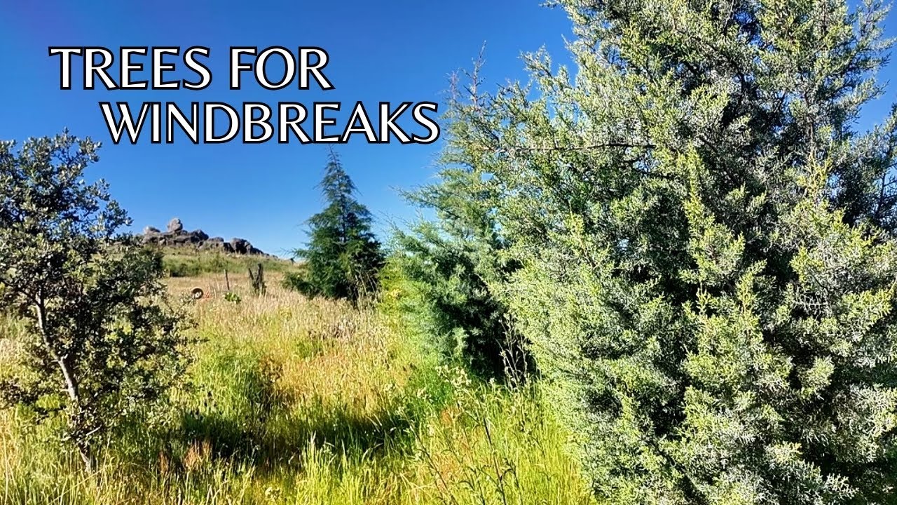 Windbreak design - Trees for wind breaks - YouTube
