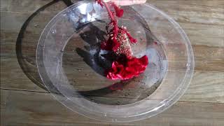how to harvest celosia seeds, how to collect celosia seeds, how to save celosia seeds