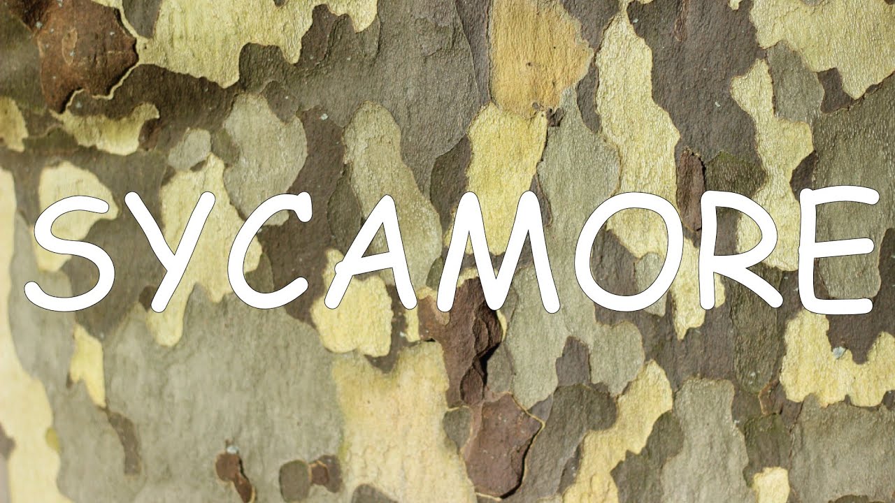 How to identify sycamore (Platanus occidentalis) | TREE ID #8 - YouTube