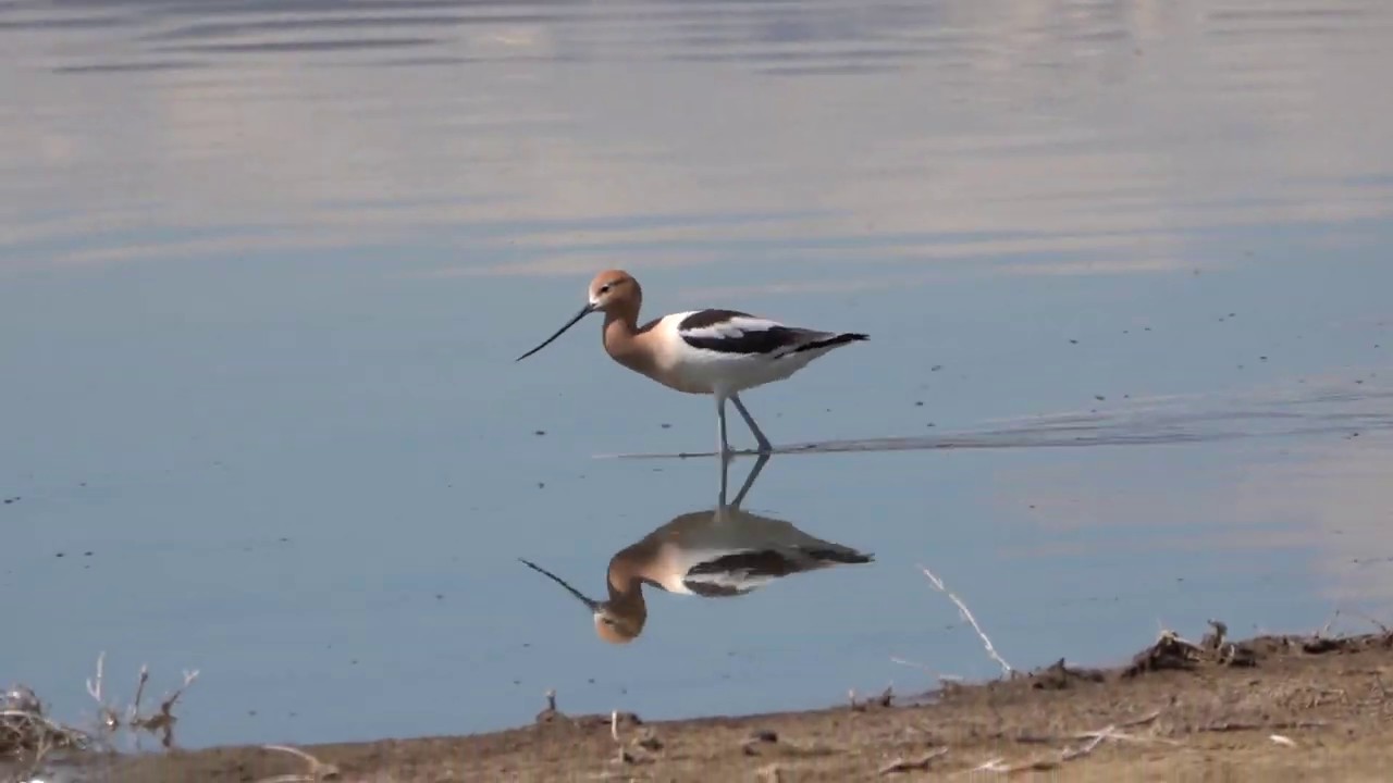 American Avocet - Flying Circus Birders - April 27, 2019 - YouTube
