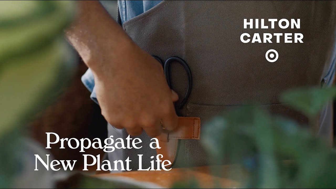 Hilton Carter x Target Video 1 - YouTube