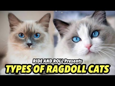 TYPES OF RAGDOLL CATS | RIDE AND ROLL PRESENTS