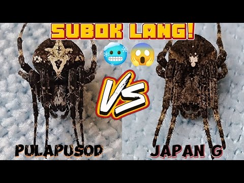 subok lang! 🥶😱 pulapusod vs Japan G - YouTube