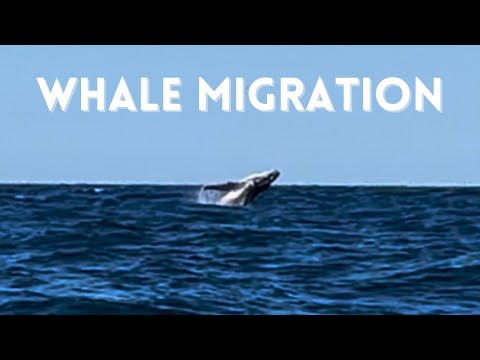 Es hat mich zu Tränen gerührt… 🥹 Walbeobachtungs-Bootssafari ab Ballina | Australien, Alleinreise...