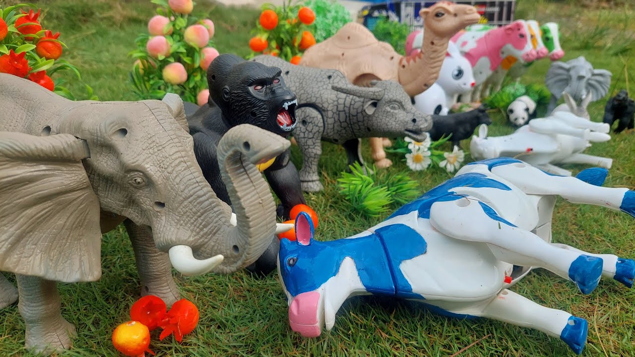 WADIDAU PROSES SAPI MELAHIRKAN SESAR‼️| MANUSIA KARDUS - YouTube