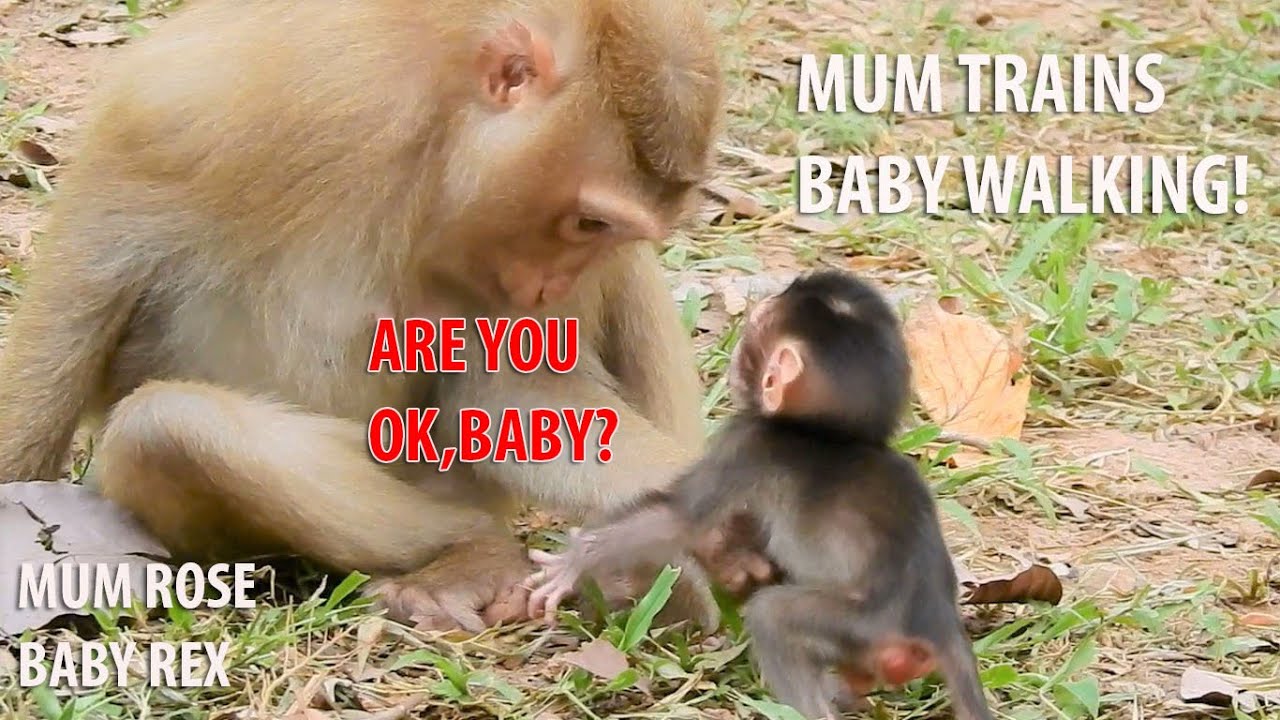 Young Mum Monkey Rose Surprise!Rose Know The Way How To Teach Her Cute ...