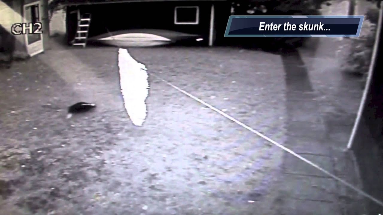 Skunk Attack!!! - YouTube