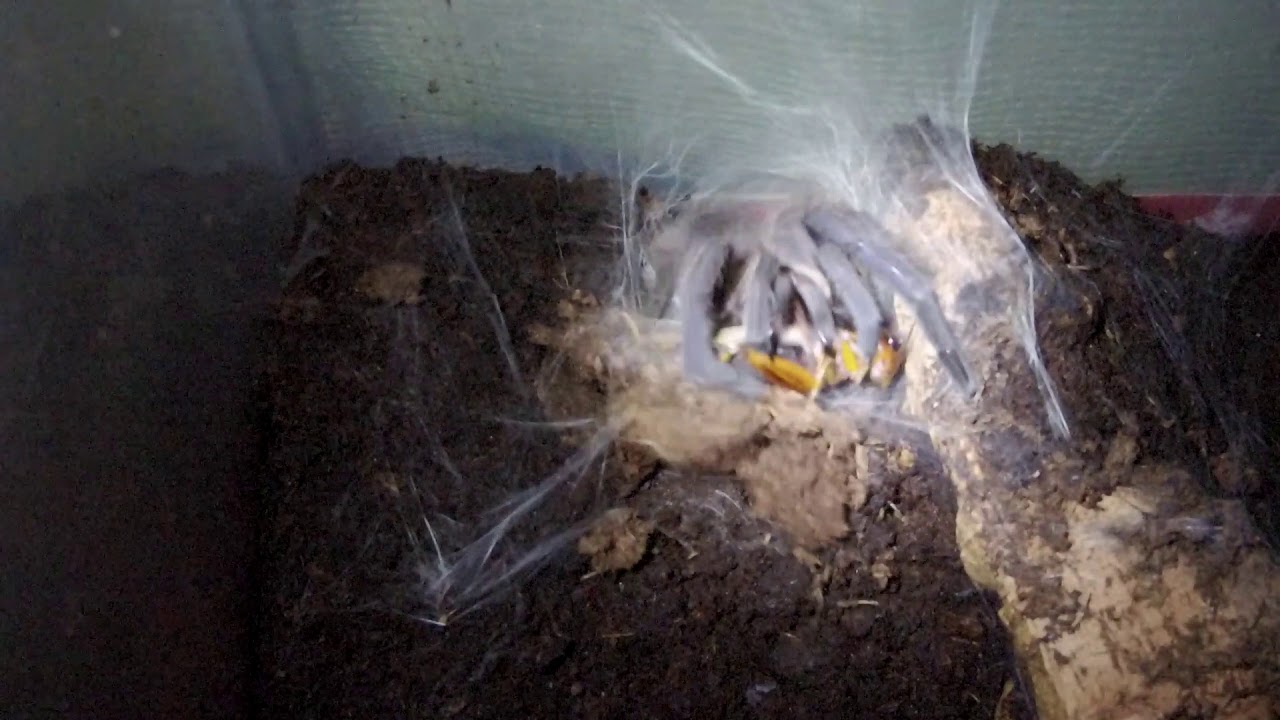 Slow-mo video of C. dyscolus tarantula hunting (1080p 60FPS) - YouTube