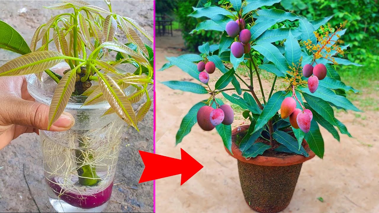 Best technique of growing mango in a cup of water for fast fruiting ...
