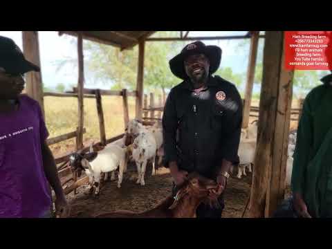 How to check goats age and the activeness of the male phenotypically ...