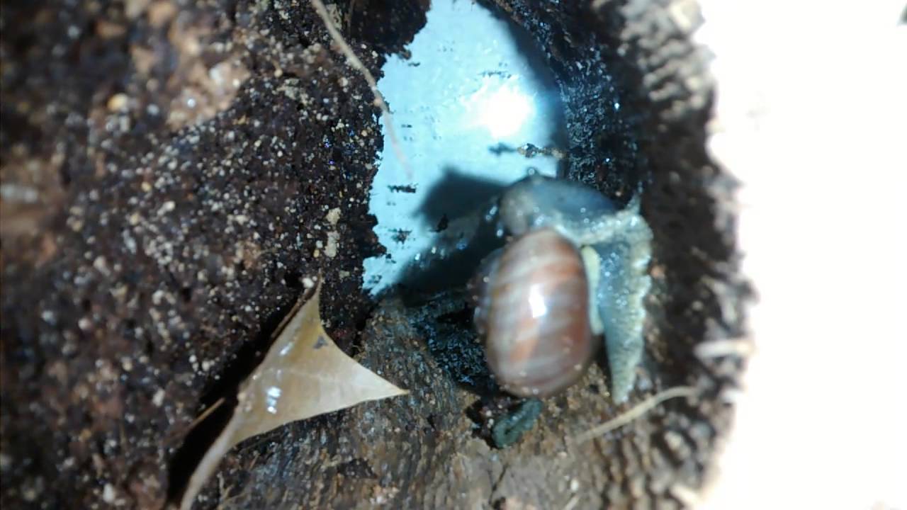 Snail cleaning its house - YouTube