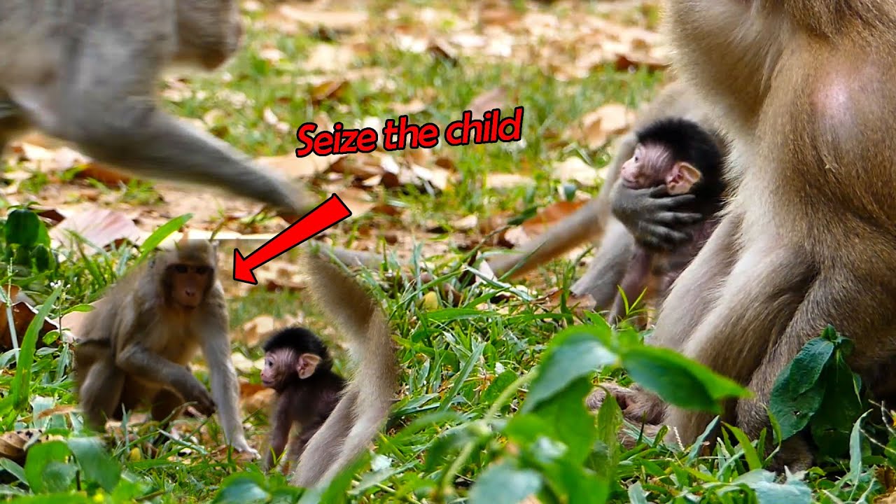 Jade Monkey Can't Lost Her Jayden Baby | Bad Monkey Seize Jayden Baby ...