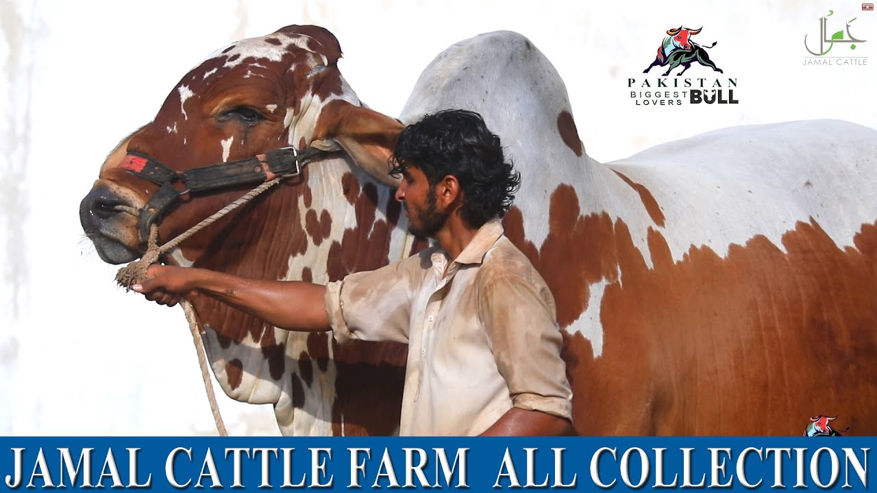 JAMAL CATTLE FARM 2020 2021 ALL COLLECTION || PAKISTAN BIGGEST BULL ...