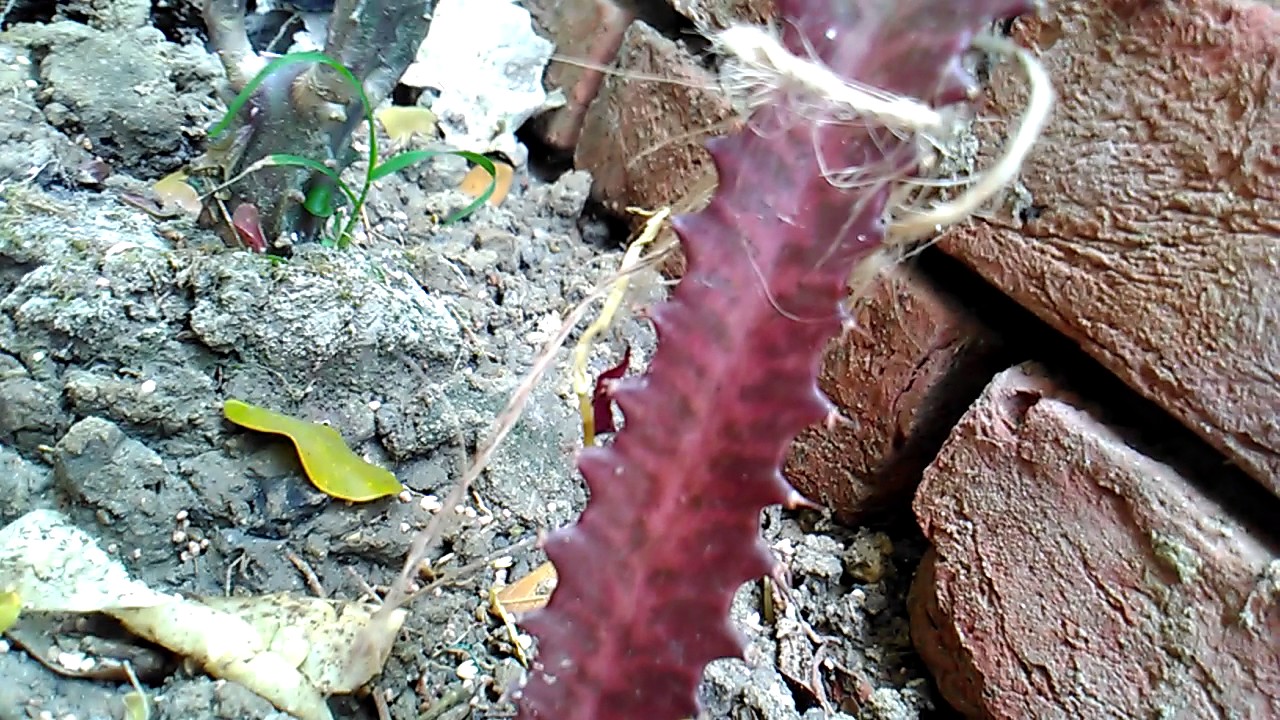 Jiaul Kaji lal Monsa tree - YouTube