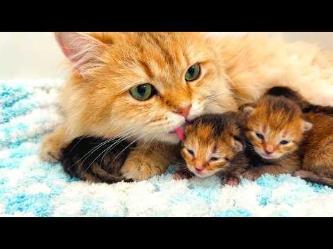 Wie neugeborene Kätzchen von der Geburt bis zur ersten Lebenswoche wachsen 🐱🍼