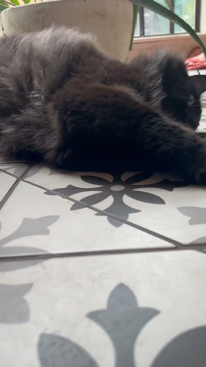 Hooked on Catnip - YouTube