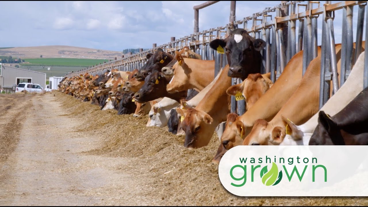 Beef and Dairy | Washington Grown | S8E13 - YouTube