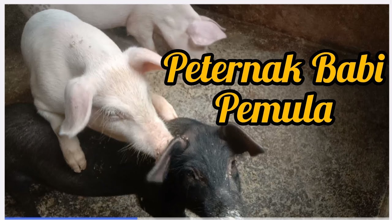 Cara Beternak Babi Pemula Di Belakang Rumah Cukup Pelihara Anakan Babi ...
