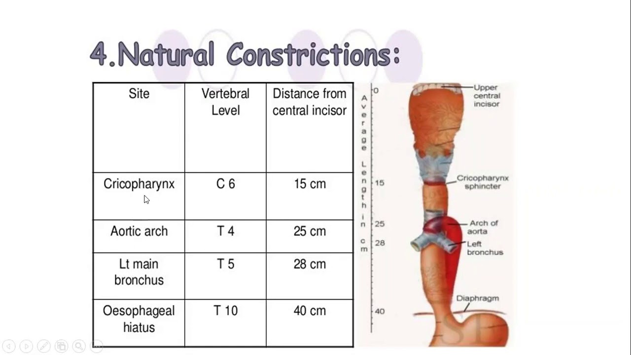 Gross anatomy Thorax Esophagus & Trachea (01) - YouTube