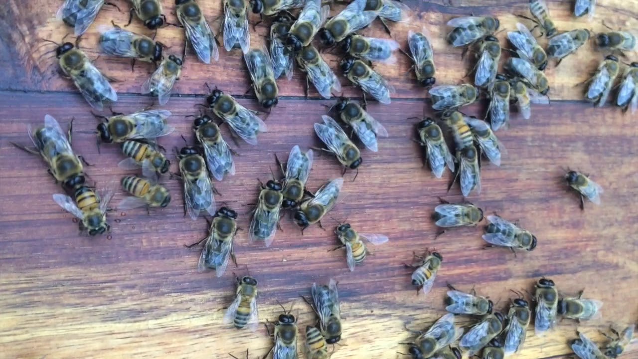 Zánganos: abeja macho - YouTube