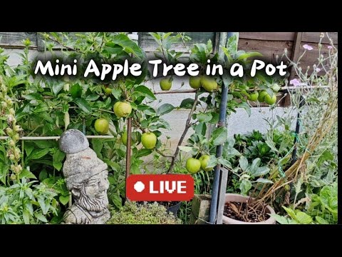Mini Apple Tree in a Pot - YouTube