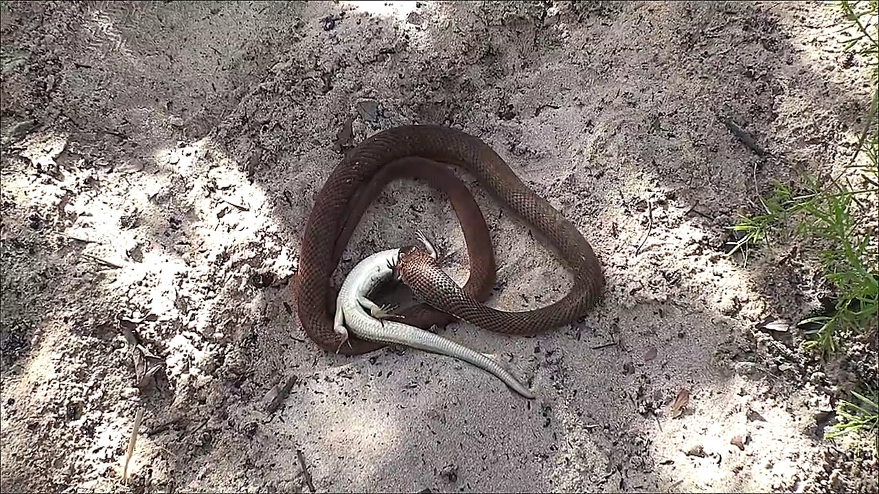 Snake Eats Lizard - YouTube