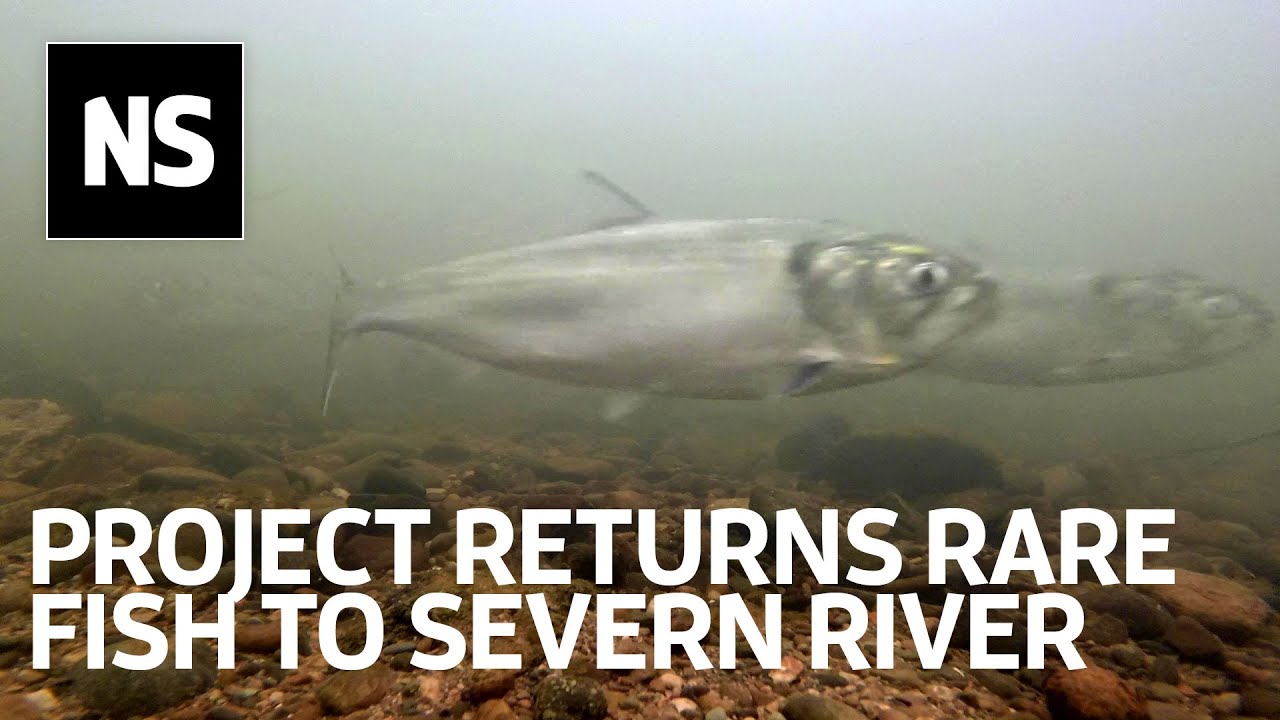 How the Unlocking the Severn project is helping fish return to breed ...