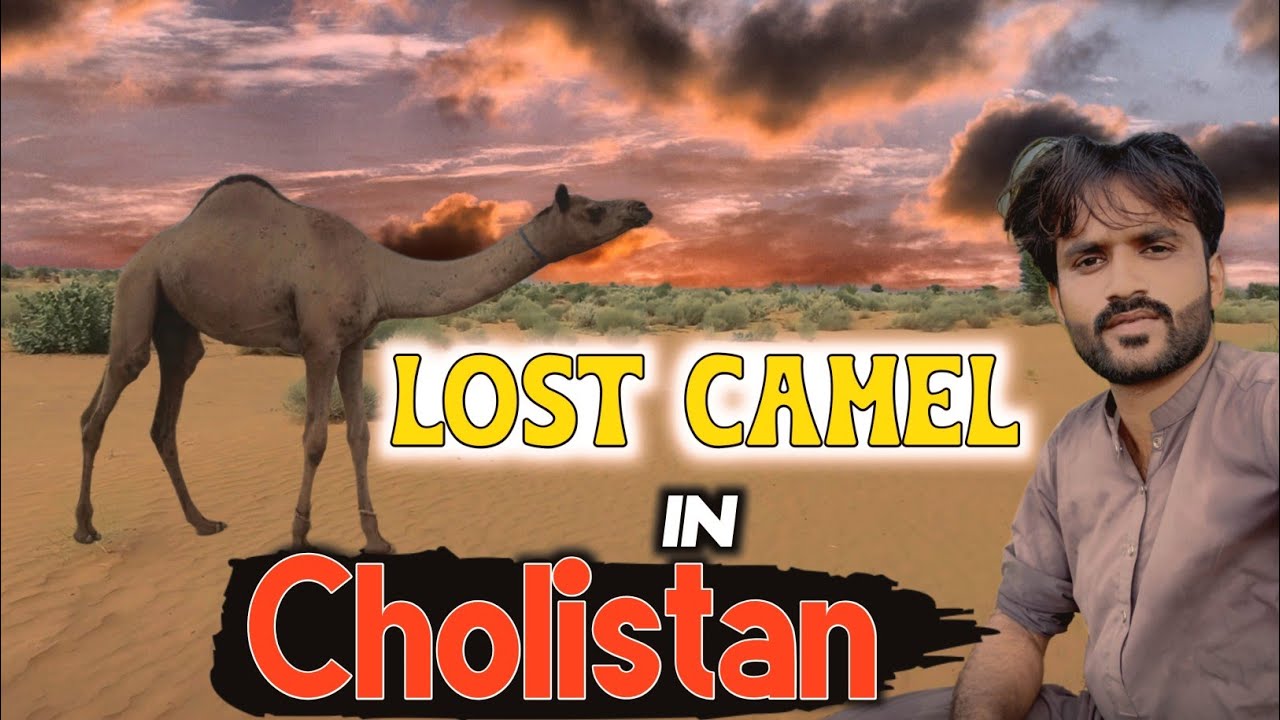 Lost Camel in Cholistan 🥲 #desertlifestyle - YouTube