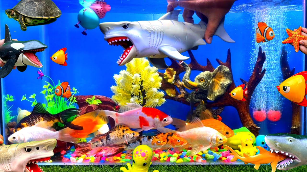 Fish And Toys In Pool, Fish Tank, Octopus, Crown Fish, Fish Funny Video ...