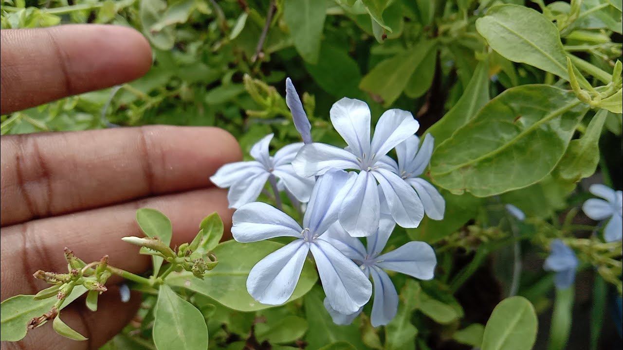 how to grow and care chitrak flower plant best summer care tips ...