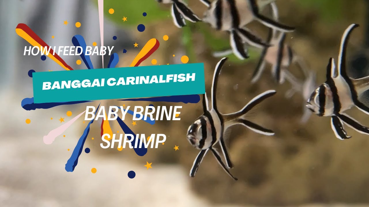 How I Feed Baby Banggai Cardinalfish - YouTube