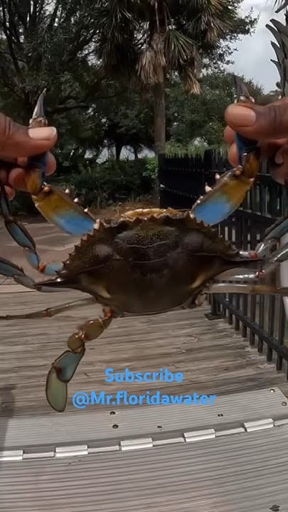 Catching Blue Crabs Using 2 Ring Nets‼️ Subscribe #fyp#crabbing#crab#fish#fishing#foryou#shorts ...