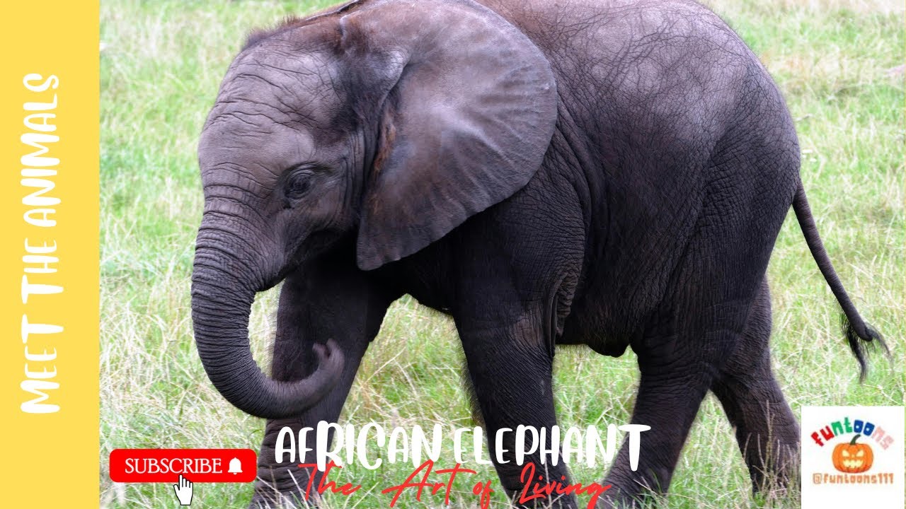 Meet the Animals | African Elephant | The Art of Living Stories for ...