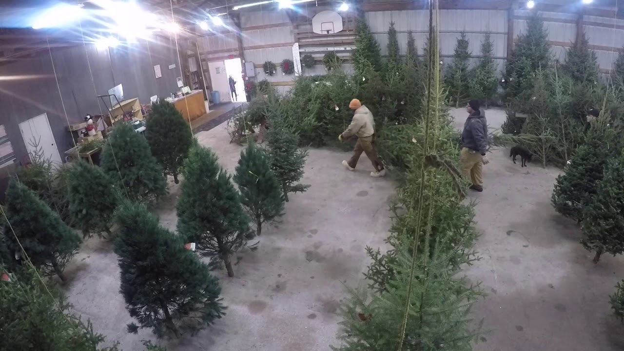 watching people look for a christmas tree - YouTube