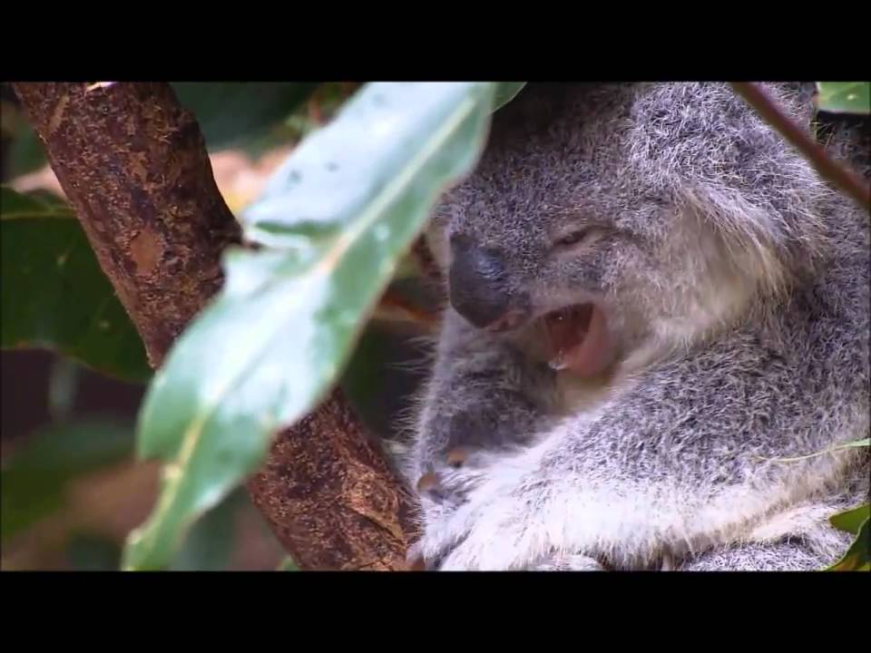yawn a koala bear - YouTube