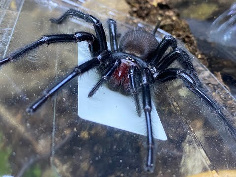 Macrothele gigas , Japanese Funnel Web, part 3 rehouse - YouTube