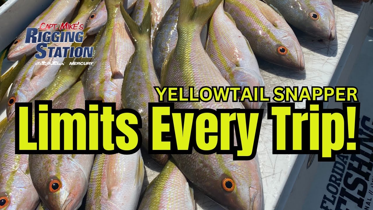 Best Yellowtail Snapper Fishing Secrets I Yellowtail Snapper Limits ...