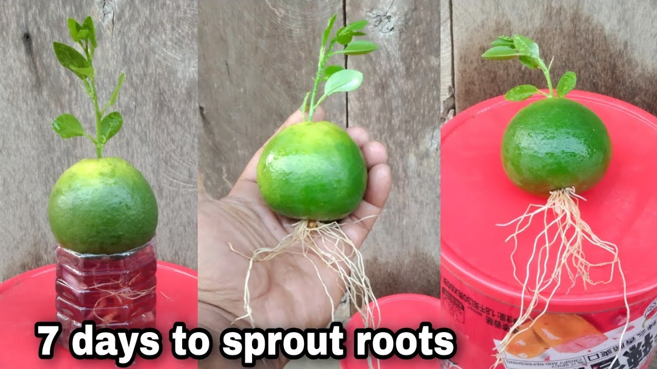 Easy to pick oranges to plant - YouTube