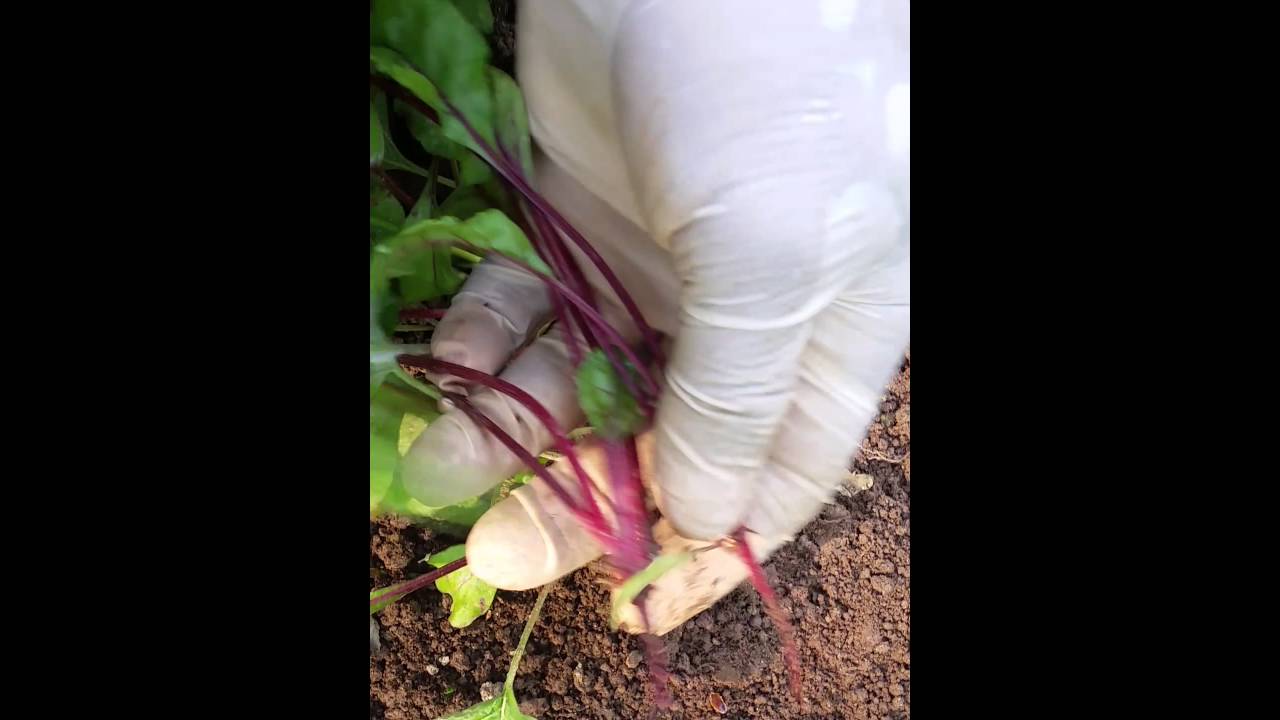 Thinning out Beets - YouTube