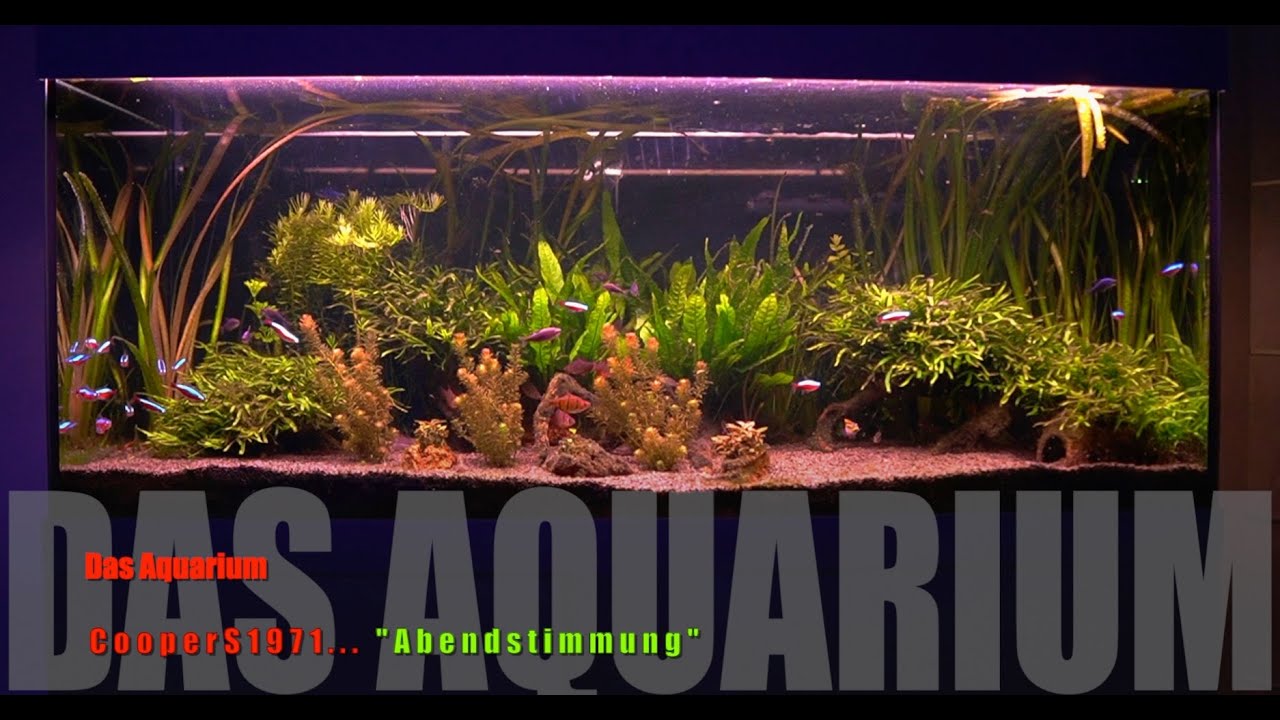 Eheim 240l - Das Aquarium - Neon, Salmler, Barben, Smaragdprachtbarsch, Amanogarnele ...