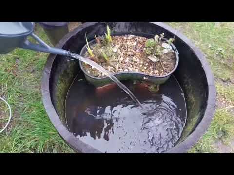 Whiskey Barrel Wildlife Pond - YouTube