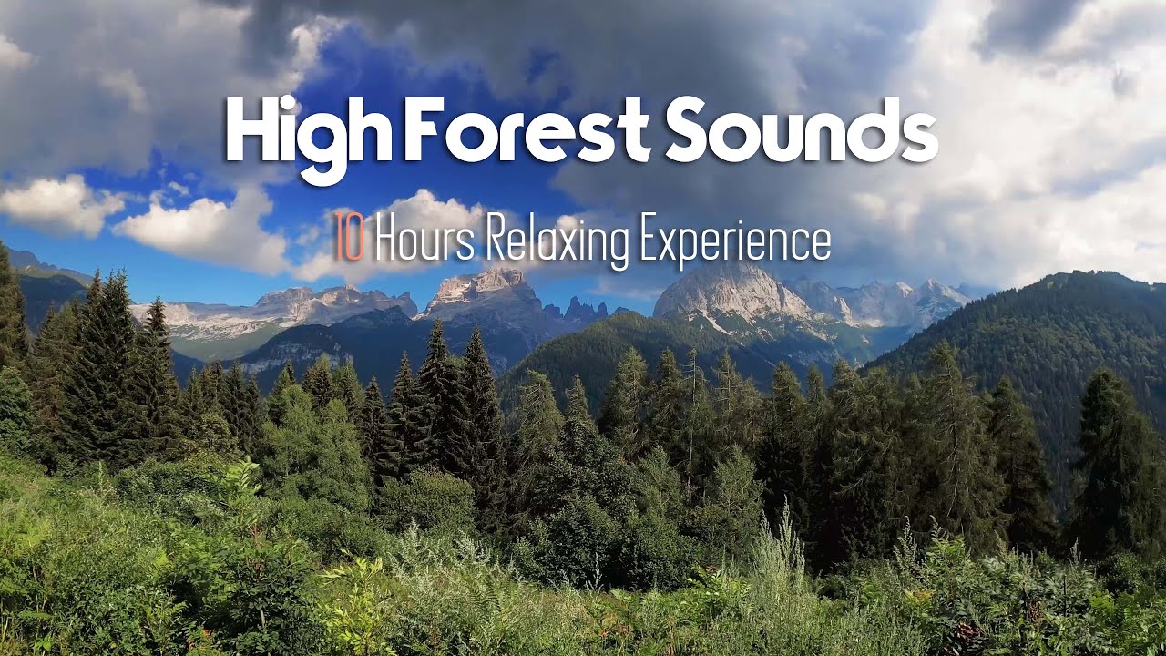 10 Hours of High Forest Sounds to Help You Relax and Fall Asleep - 4K ...