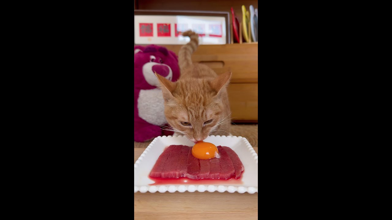 A whole steak# cat# cat raw flesh# cat eat sowing# pet eat sowing ...