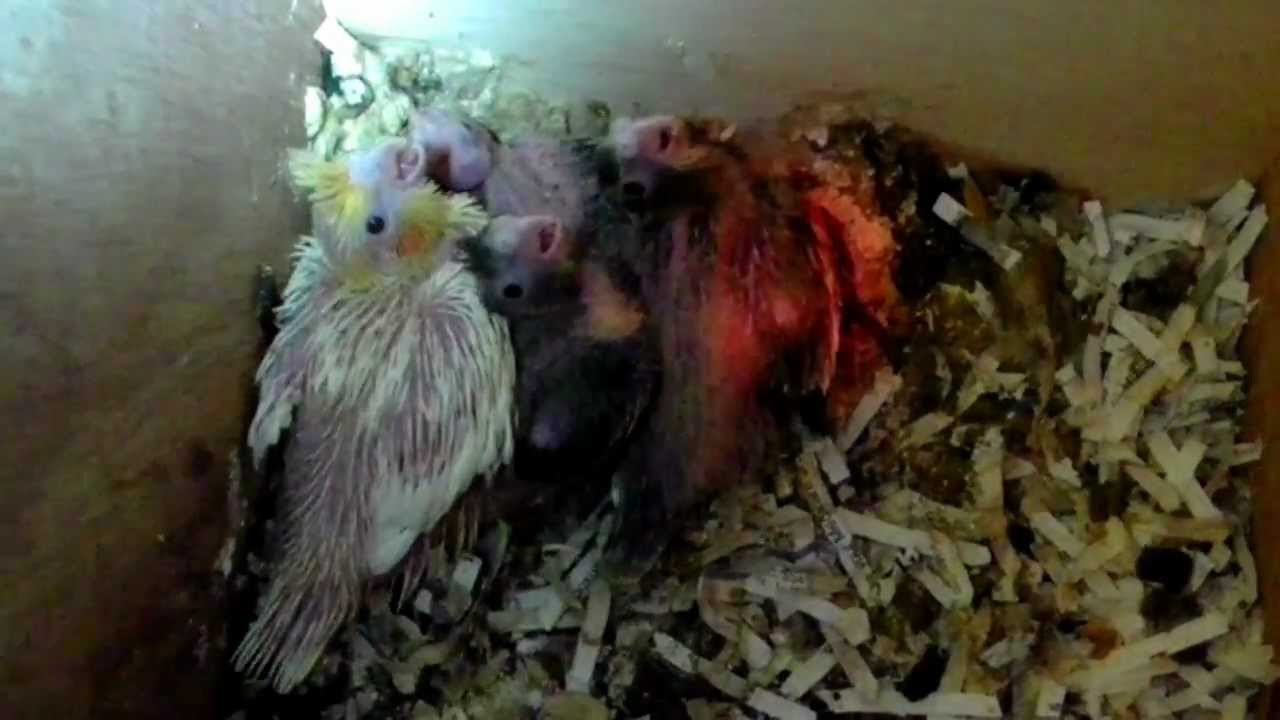 Evil Hissing Cockatiels Part 2 - YouTube