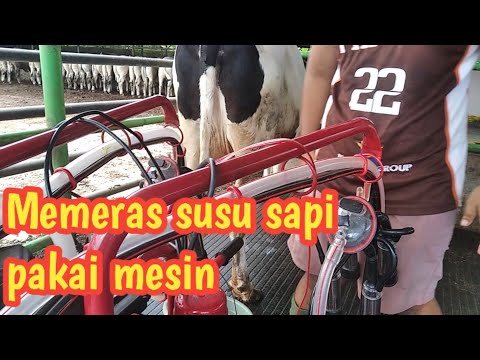 Memeras susu sapi dengan mesin