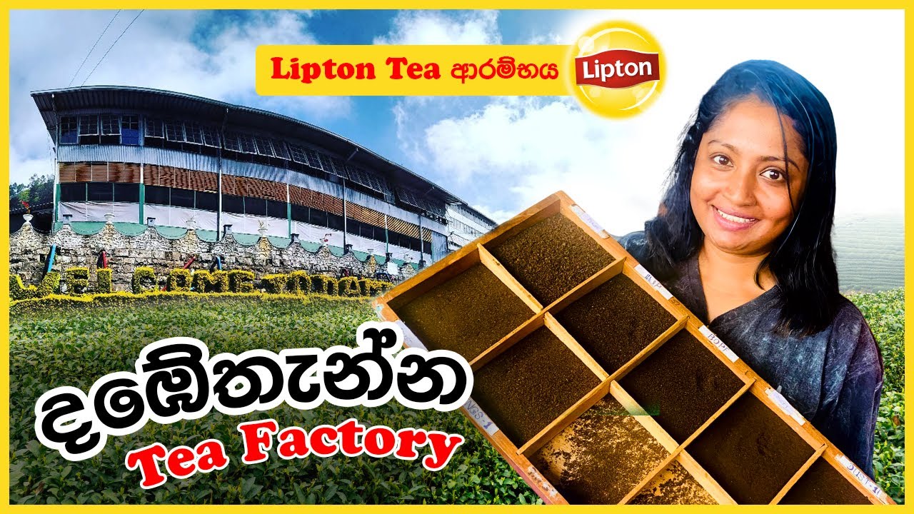 Lipton Tea පටන් ගත්ත තැන | දබේතැන්න Tea Factory | Dambetenna Tea ...