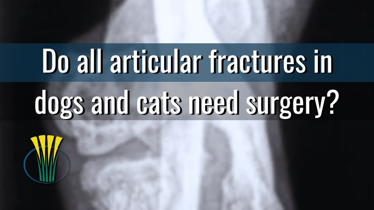 Do all articular fractures in dogs and cats need surgery? - YouTube