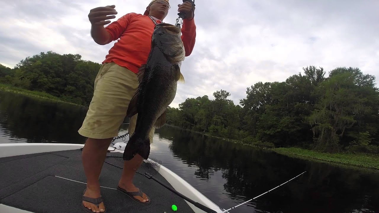 9.12 pounder caught on Wild Shiners At Lake Rousseau Florida - YouTube