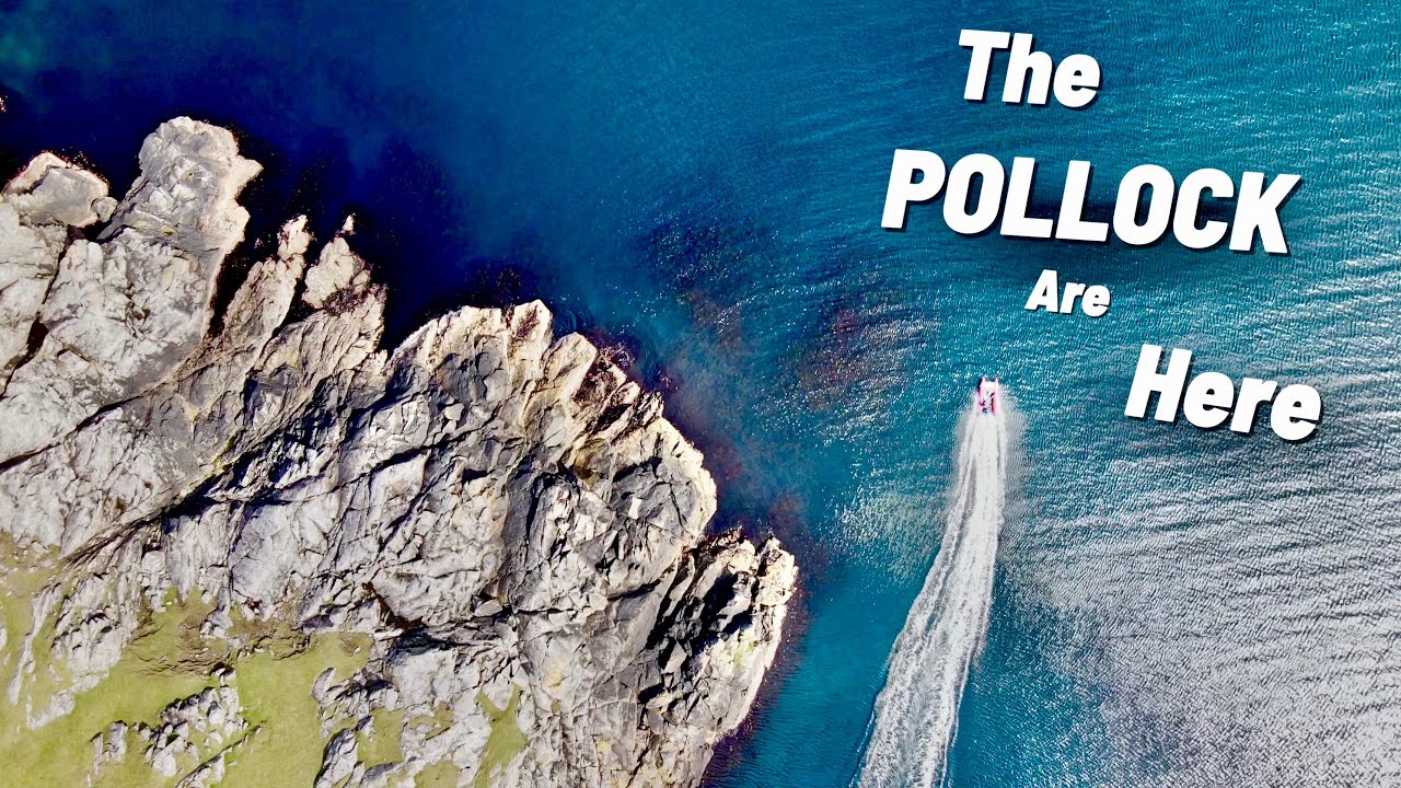 SPEARFISHING SCOTLAND. The pollock are in . Shetland island . - YouTube