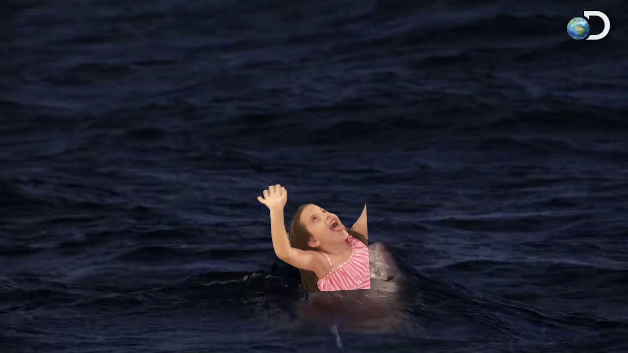 Ava Shark Week - YouTube